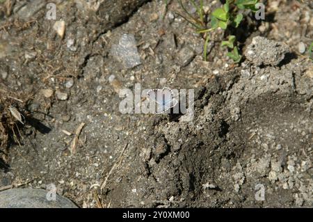 Panoptes Blue (Pseudophilotes panoptes) Insecta Stock Photo - Alamy