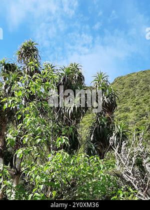 mountain neinei (Dracophyllum traversii), Plantae, Paparoa, Paparoa ...