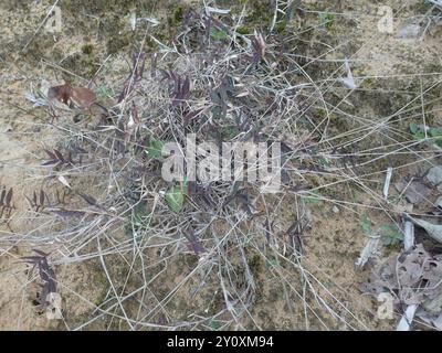 Comet Grass (Perotis rara) Plantae Stock Photo - Alamy