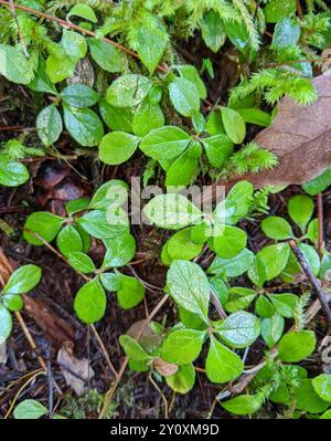 Twinflower (Linnaea borealis) Plantae Stock Photo - Alamy