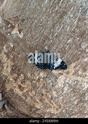 (Hamadryas amphinome amphinome) Insecta Stock Photo - Alamy