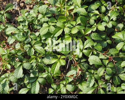 Bushkiller (Causonis japonica) Plantae Stock Photo - Alamy