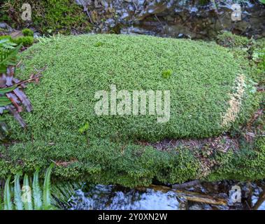 Hygrohypnum Moss (Hygrohypnella ochracea) Plantae Stock Photo - Alamy