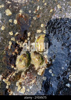 (Siphonaria pectinata) Mollusca Stock Photo - Alamy