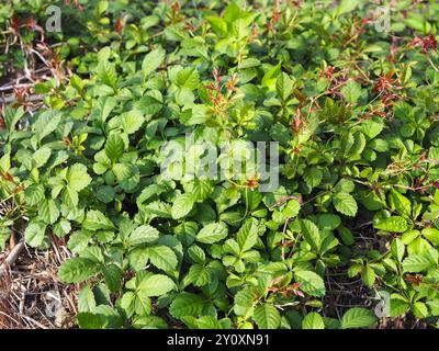 Bushkiller (Causonis japonica) Plantae Stock Photo - Alamy