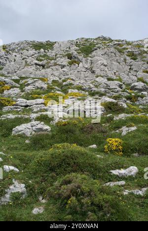 (Genista legionensis) Plantae Stock Photo - Alamy
