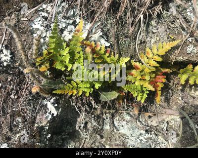 leatherleaf fern (Rumohra adiantiformis), Plantae, Grootvadersbosch ...