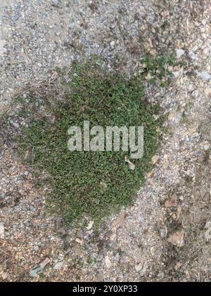 creeping chaffweed (Alternanthera pungens) Plantae Stock Photo - Alamy