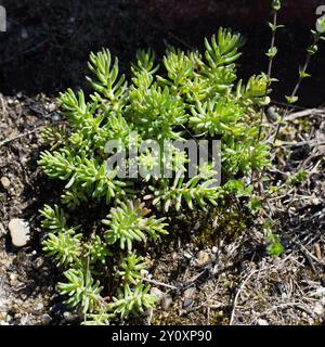 Turkish stonecrop (Sedum pallidum) Plantae Stock Photo - Alamy