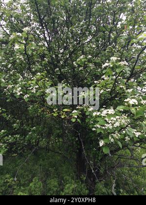 Brainerd's Hawthorn (Crataegus brainerdii) Plantae Stock Photo - Alamy
