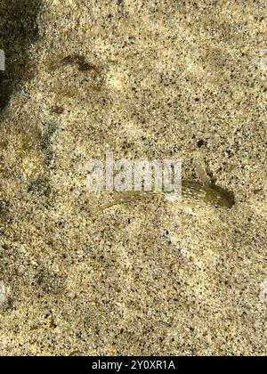 Rock-pool blenny Parablennius parvicornis in a puddle of the coast ...