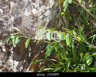 figwood (Ficus virgata) Plantae Stock Photo - Alamy