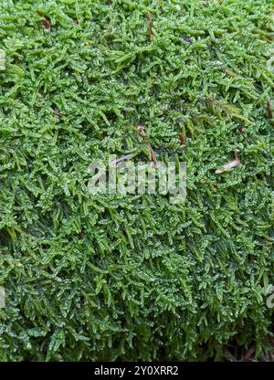 Hygrohypnum Moss (Hygrohypnella ochracea) Plantae Stock Photo - Alamy