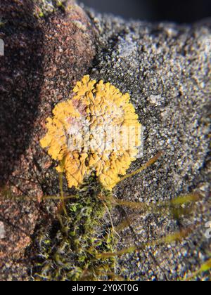 Broken Yokes (Calogaya decipiens) Fungi Stock Photo - Alamy