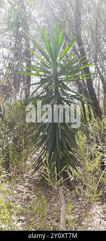 Aloe Yucca (Yucca aloifolia) Plantae Stock Photo - Alamy