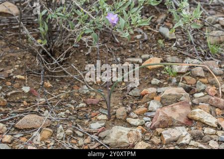 few-flowered bluedicks (Dipterostemon capitatus pauciflorus) Plantae ...