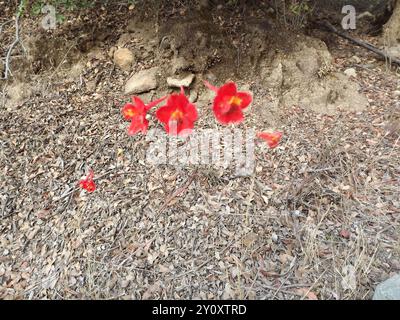 Scarlet Larkspur (Delphinium cardinale), Plantae, Los Penasquitos ...