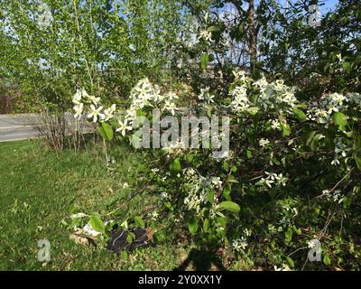 Running Serviceberry (Amelanchier stolonifera) Plantae Stock Photo - Alamy