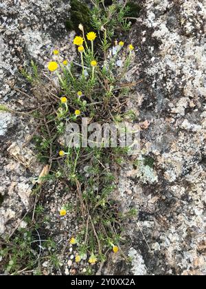(Neja pinifolia) Plantae Stock Photo - Alamy