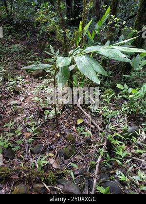 (Zingiber roseum) Plantae Stock Photo - Alamy