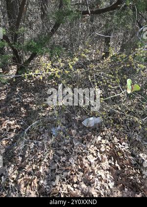 Stretchberry (Forestiera pubescens) Plantae Stock Photo - Alamy