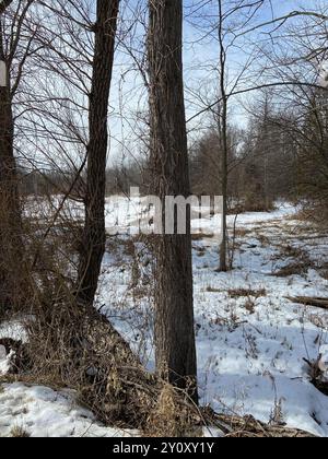 elm family (Ulmaceae) Plantae Stock Photo - Alamy