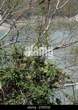 (Microglossa pyrifolia), Plantae, 台灣桃園市 Stock Photo - Alamy