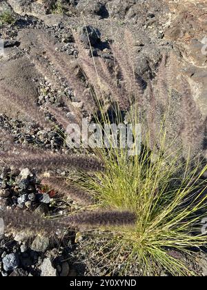 Fountain Grass (Cenchrus setaceus), Plantae, Malibu, CA 90265, USA ...