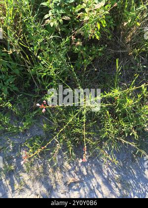 Southern Beeblossom (Oenothera simulans) Plantae Stock Photo - Alamy