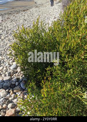 western coastal wattle (Acacia cyclops) Plantae Stock Photo - Alamy