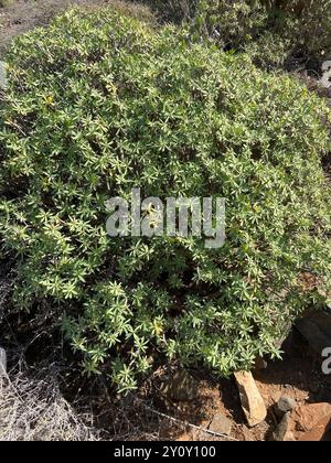 balsam spurge (Euphorbia balsamifera) Plantae Stock Photo - Alamy