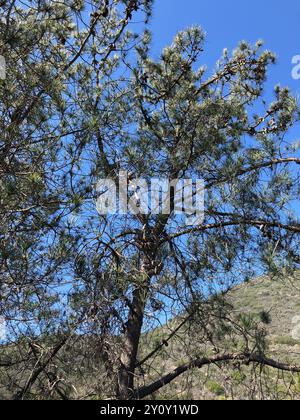 knobcone pine (Pinus attenuata) Plantae Stock Photo - Alamy