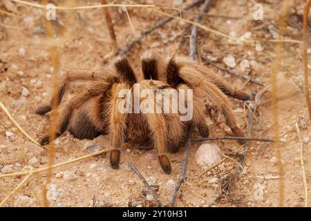 Western Desert Tarantula resting, on solid ground Stock Photo - Alamy