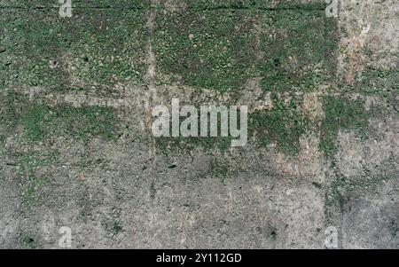 Algae-Covered Concrete Wall with Moss and Lichen Growthwith and coarse ...