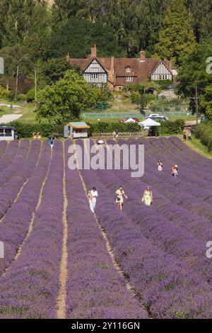 A lavender field near Sevenoaks in Kent, UK Stock Photo - Alamy