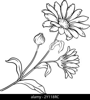 Calendula Plant with Flowers Outline Illustration Stock Vector Image ...