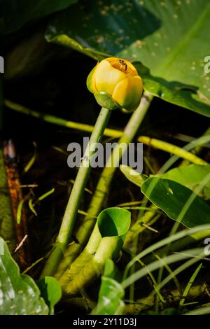 Isa Lake on the Continental Divide with fresh ice Yellowstone NP ...