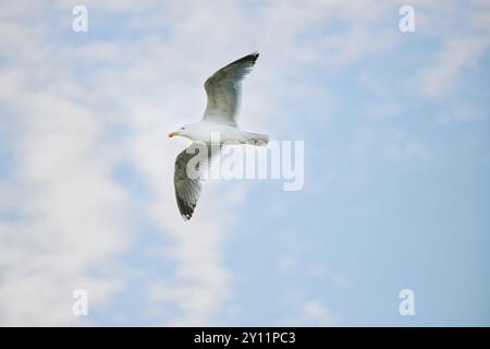 Seagull Flying Freely In The Sky, istanbul Turkey Stock Photo - Alamy