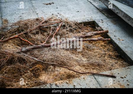 Growing roots of a tree destroying a pavement walkway close up Stock ...