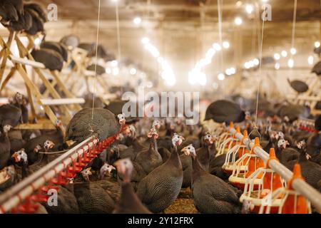 A group of guinea fowls on a poultry farm pecking at a feeder. Growing ...