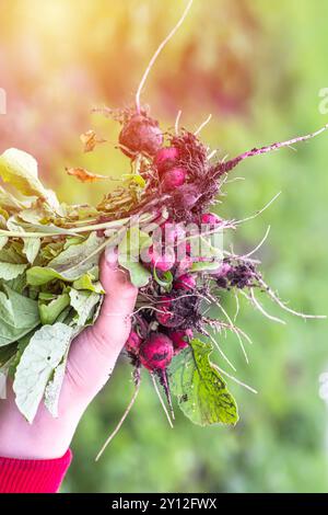 bunch of radishes in hand against background of beds. Harvest red muddy ...