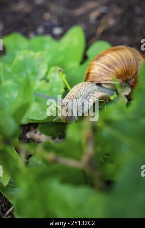 Closeup of a snail moving on the ground Stock Photo - Alamy