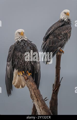 Bald eagles (Haliaeetus leucocephalus) perching on driftwood Stock ...