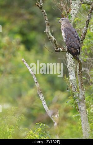 Fasciated Snake-Eagle, Southern Banded Snake-Eagle, Southern Banded ...