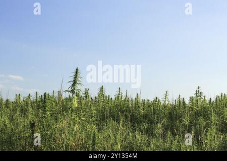 Fresh agricultural hemp grows in the countryside Stock Photo - Alamy