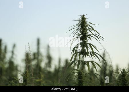 Cannabis grows in the summer countryside farm field Stock Photo - Alamy