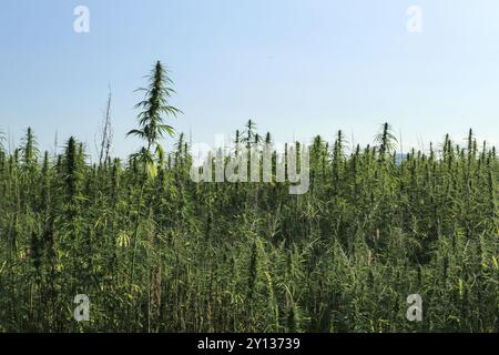 Marijuana grows in the summer countryside farm field Stock Photo - Alamy