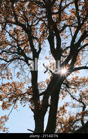 Sunlight peeking through tree branches Stock Photo - Alamy