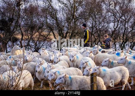 Shepherd and his children with a flock of sheep, Skinidin, Loch ...