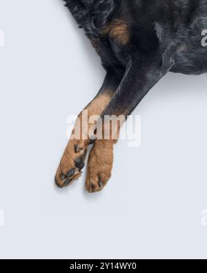 Rottweiler legs and paws close up, isolated on white background Stock ...